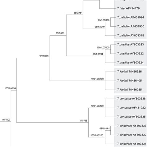 Maximum Likelihood Ml Consensus Bootstrap Tree Obtained From The