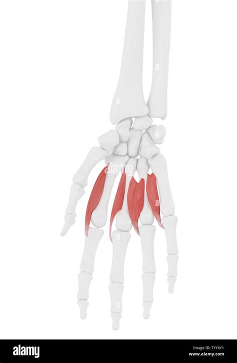 Interosseous And Lumbrical Muscles