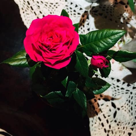 ყვავილები Flowers