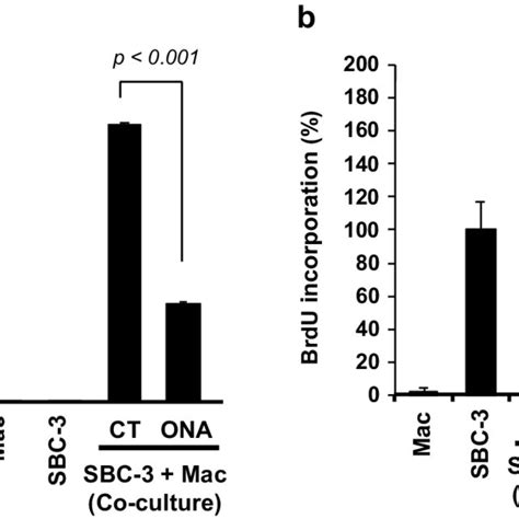 The Activation Of STAT In SCLC Tissues And SBC Cells Download Scientific Diagram