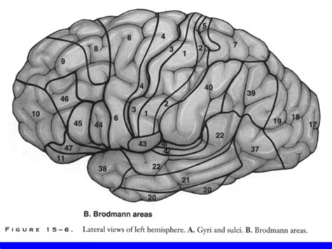 Cerebral Cortex Flashcards Quizlet