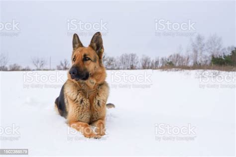 독일 셰퍼드 개가 눈 속에 누워 있습니다 겨울에 독일 셰퍼드 개 개는 소유자의 명령을 수행합니다 0명에 대한 스톡 사진 및 기타 이미지 Istock