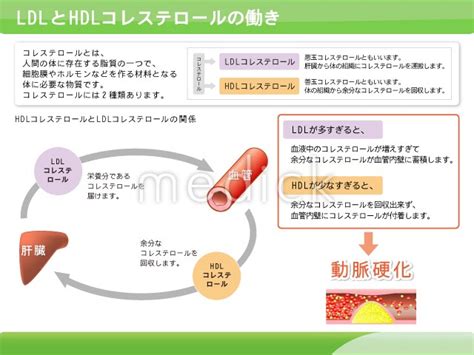 Ldlとhdlコレステロールの働きの説明スライド 医療のイラスト・写真・動画、素材販売サイトのメディックmedick