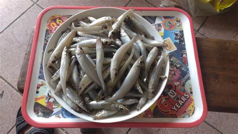 聯合釣具 竹南店 不管您是哪裡人，苗栗國都歡迎您們來釣沙梭，竹南店後龍店同步解說，我們也鼓勵現在的孩子踏出戶外不要