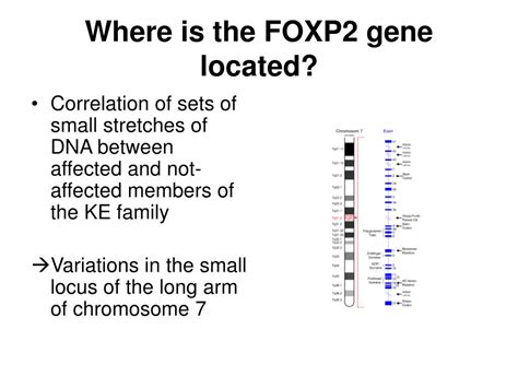 Ppt Foxp2 The “language Gene“ Powerpoint Presentation Free Download Id 3206831