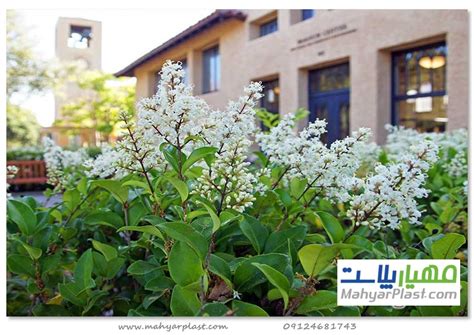 انتخاب گلدان مناسب برای یاس هلندی مهیار پلاست