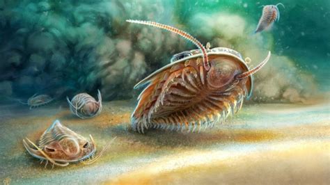 ‘prehistoric Pompeii Reveals 515 Million Year Old Sea Bugs Anatomy In