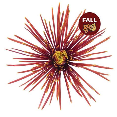 Spider Chispa Solefarms