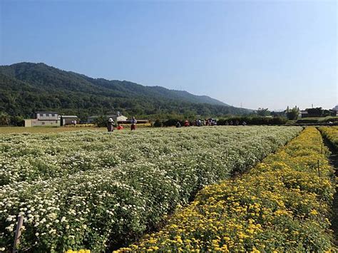 苗栗銅鑼邱家古厝雪白杭菊花超美還能在秘境拍火車 輕旅行
