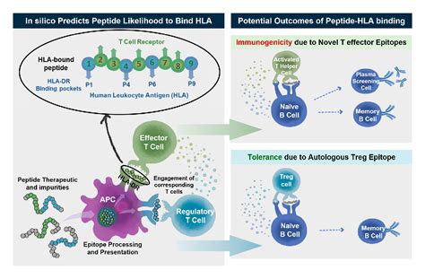Figure 1 From In Silico Immunogenicity Assessment For Sequences Containing Unnatural Amino Acids