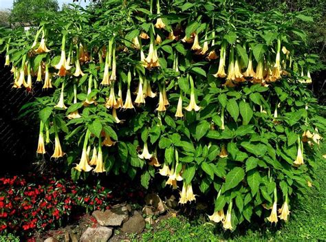 Cuidados Y Características De Brugmansia Suaveolens Floripondio