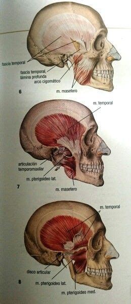 Musculos Cráneo Craneo Anatomia Musculos Anatomia Musculos