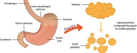 Pepsin Enzyme Function Source Of Production And Where Is Pepsin Found