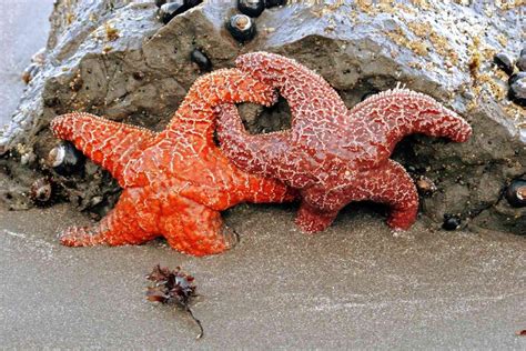 32 Facts About Asexual