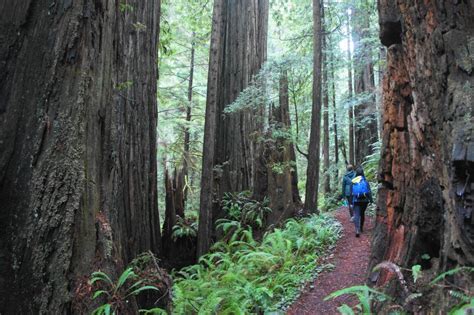 Fern Canyon At Gold Bluffs Beach Prairie Creek Redwoods State Park