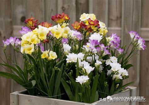 适合秋天种植的种球花卉——香雪兰，养护简单开花多新手非常适合土壤进行植株