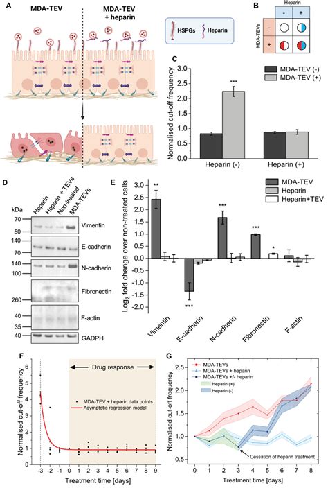 Organic Electronic Platform For RealTime Phenotypic Screening Of ExtracellularVesicleDriven