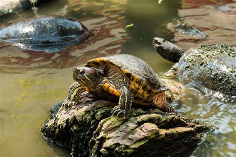 Turtle Embryos Move In Eggs To Determine Their Sex Could Cheat