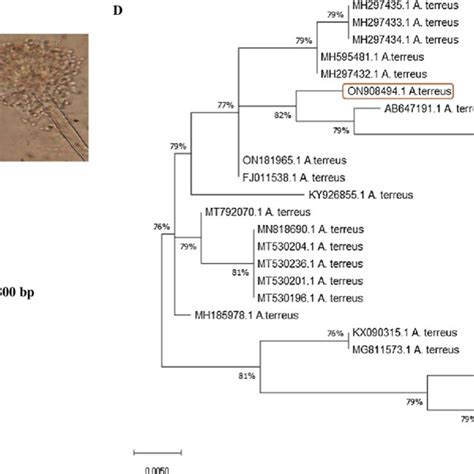 Morphological And Molecular Identification Of Most Potent Fungal