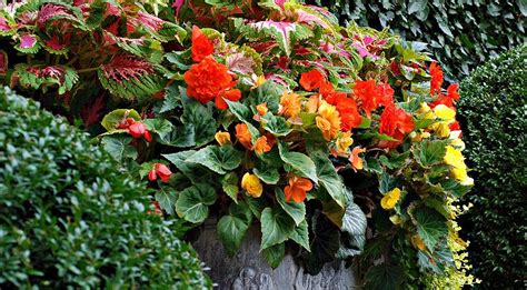 როგორ გავზარდოთ და მოვუაროთ ბეგონიას