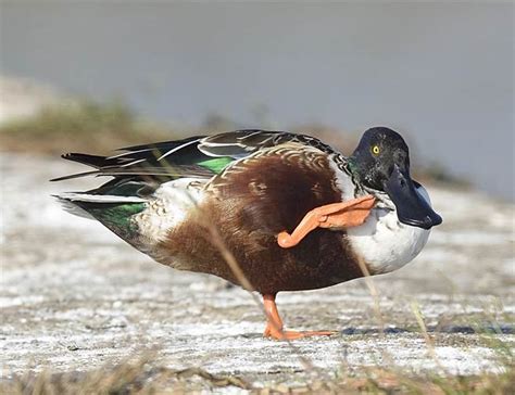 兒童節快樂賞鳥趣 嘉義林管處鰲鼓溼地辦賞鳥課程 生活 中時