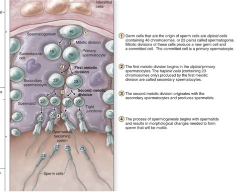 Sperm Diagram Quizlet
