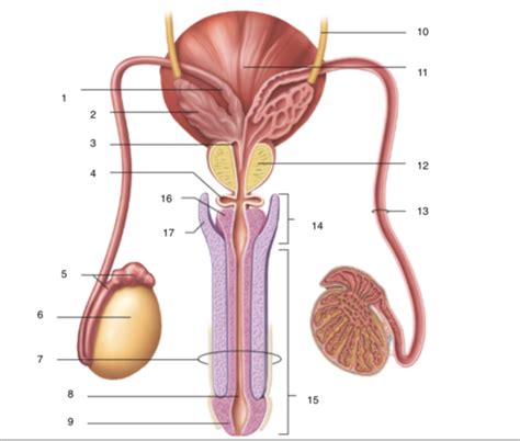 Reproductive System Lab Labeling Flashcards Quizlet
