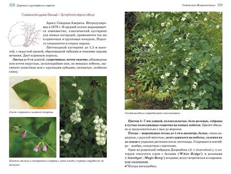 Деревья и кустарники парков: Атлас-определитель | Фитон XXI