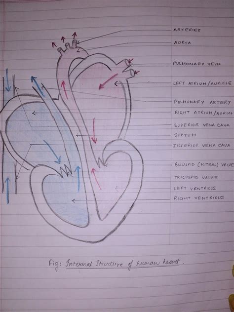 Easy Diagram Of Heart For Class 10