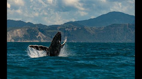 Най добрите дестинации за плуване с делфини Nova Bg