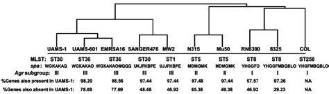Dendrogram Illustrating Genetic Relationships Between Strains The Download Scientific Diagram