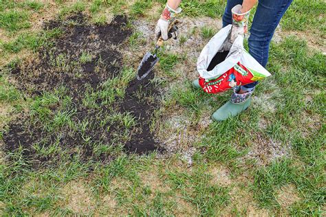 Best Grass Spot Repair At Carlos Snyder Blog