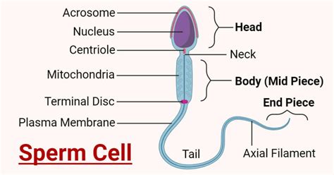 Sperm Cell Unraveled Anatomy Functions And Key Diseases