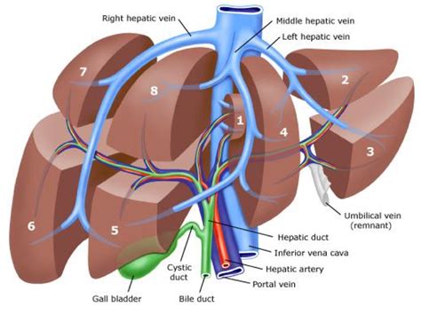 Hepatic Venous System Liver Anatomy Basic Anatomy And Physiology Anatomy And Physiology