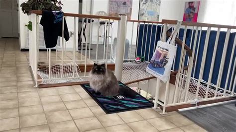 Noodle Makes His Own Running Sound Effect Album On Imgur