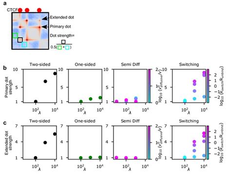 Figures And Data In Chromosome Organization By One Sided And Two Sided Loop Extrusion Elife