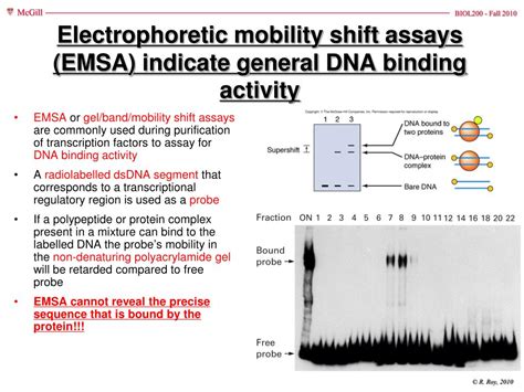 Ppt Eukaryotic Transcription Ii Chapter 7 Powerpoint Presentation