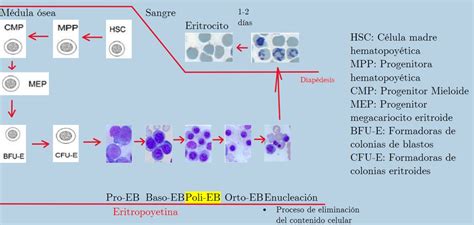 Introducción A La Eritropoyesis Leucopoyesis Y Trombopoyesis