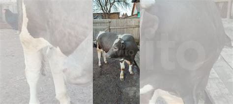 Бык швицкой породы купить в Торжке Животные и зоотовары Авито