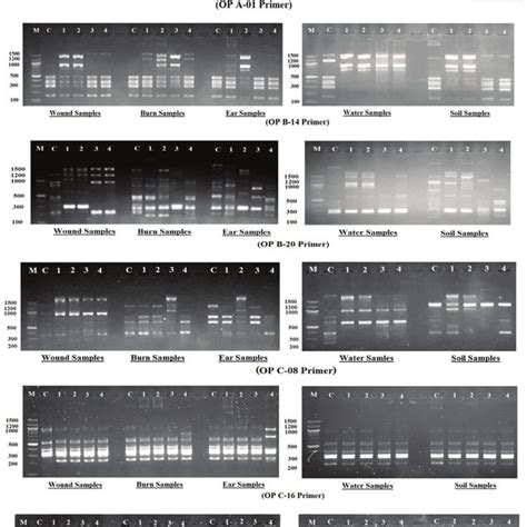 Rapd Pcr Profiles Of Pseudomonas Aeruginosa Genomic Dna After Exposed Download Scientific