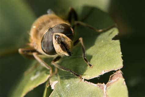 Macro Bugs 2 On Behance