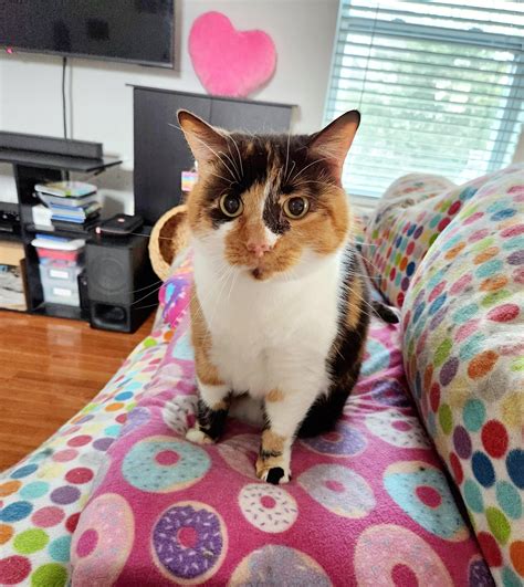 Nora Says Hello R Calicokittys