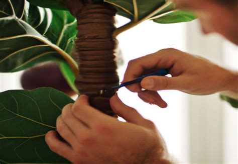 How To Notch A Fiddle Leaf Fig Allotinabox