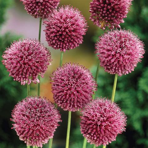 Giant Allium Giganteum Flowers Seeds 100pcspack Greenseedgarden