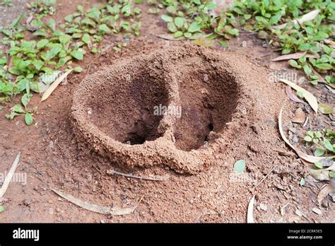 Ant Nests Are The Physical Spaces In Which The Ants Live Stock Photo Alamy
