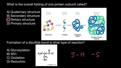 How Disulfide Bridges Shape Proteins Nikolays Genetics Lessons Posted On The Topic Linkedin