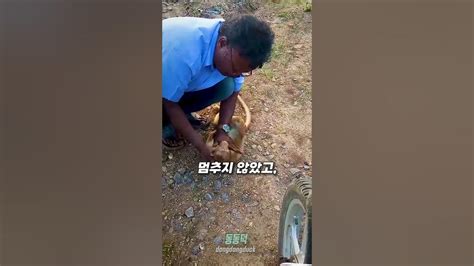 쓰러져있는 원숭이를 끝까지 살리려 했던 사람😭 Youtube