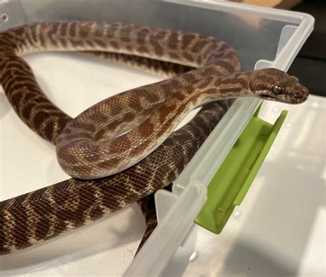 Adult Pair Of Stimsons Pythons By West Ridge Reptiles