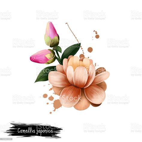 흰색에 고립 된 동백 야포니카의 디지털 아트 일러스트 손으로 그린 꽃 부시 일본 동백 다채로운 식물 그림 인사말 카드 생일 기념일 웨딩 그래픽 클립 아트 0명에 대한 스톡