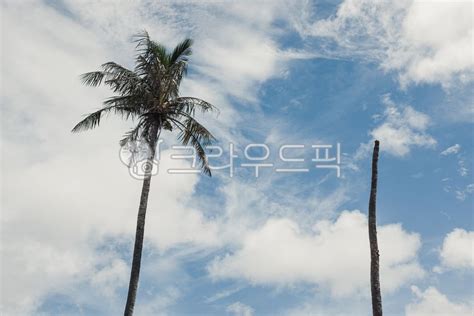 야자수 야자나무 Arecaceae Plamtree 구름 사진이미지일러스트캘리그라피 기억의 온도작가